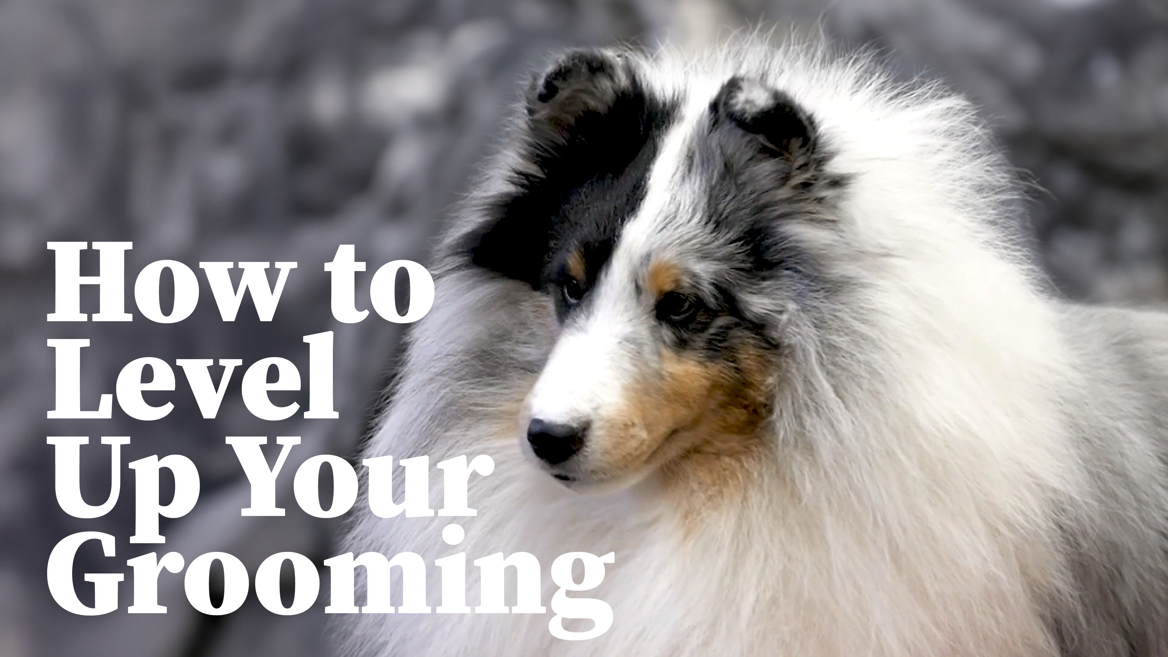 How to Level Up Your Grooming | Leading Edge Dog Show Academy