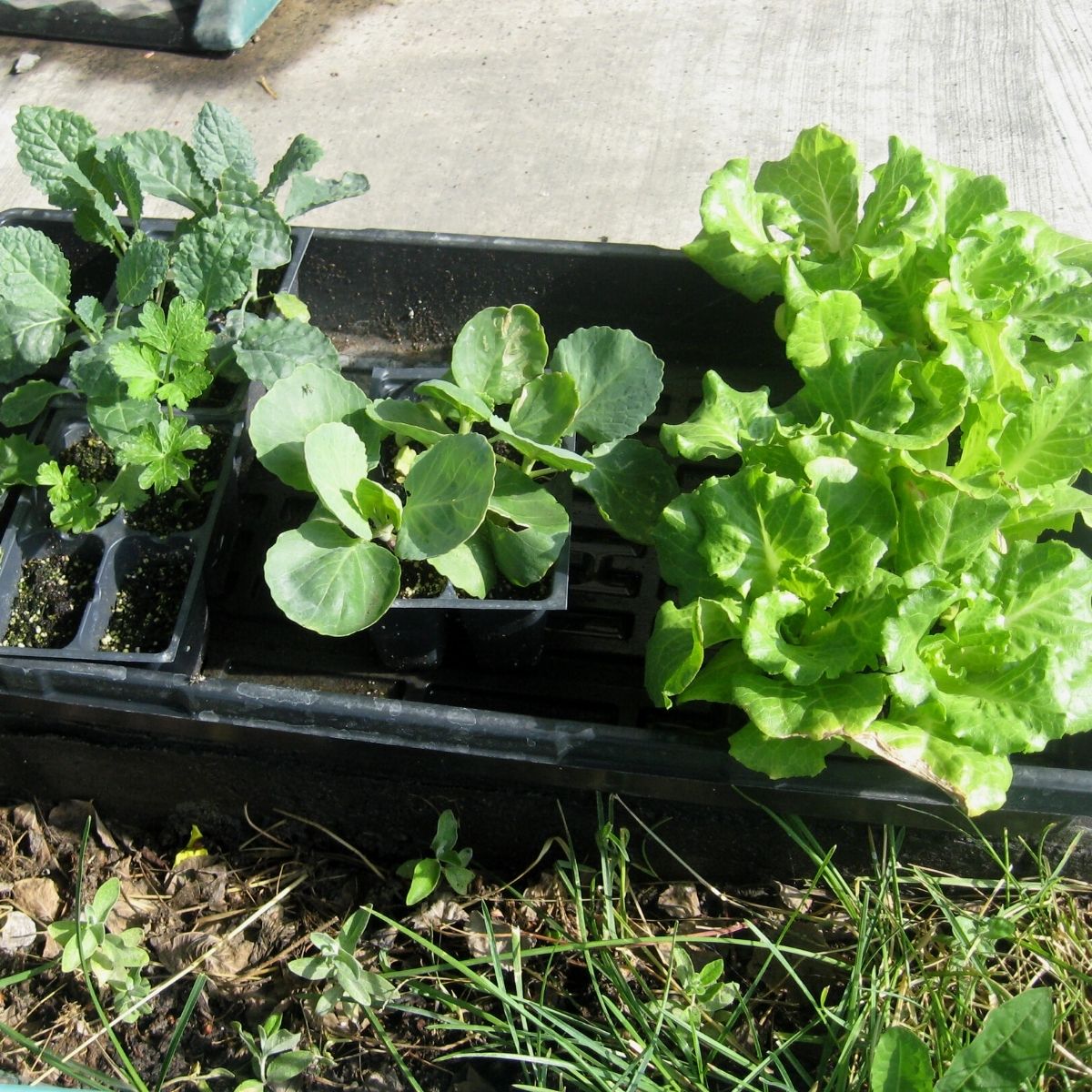 2026 Seed Starting Challenge | Online Gardening School