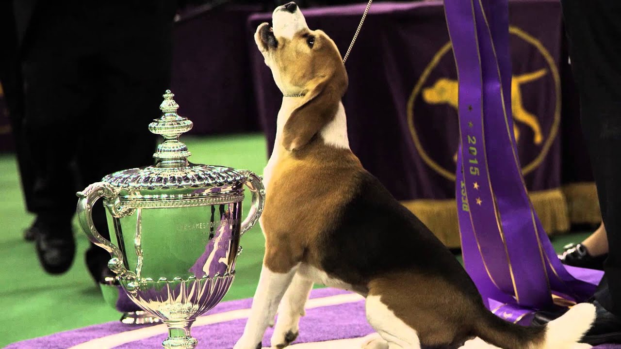 Equipment Used | Leading Edge Dog Show Academy