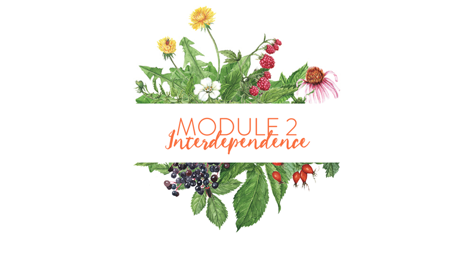 Download entire Module 2 Notebook | Herbs With Rosalee