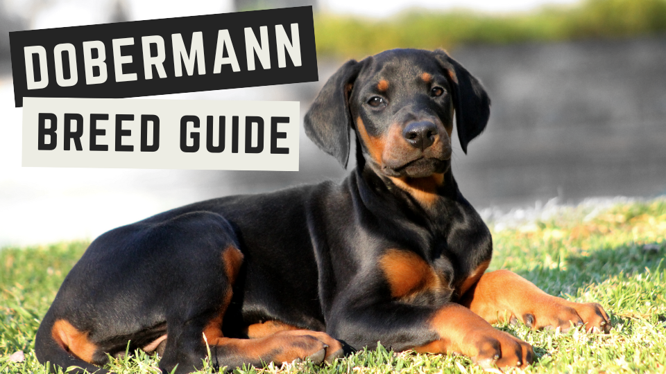 Dobermann Exercising Advice | Will Atherton Canine Academy
