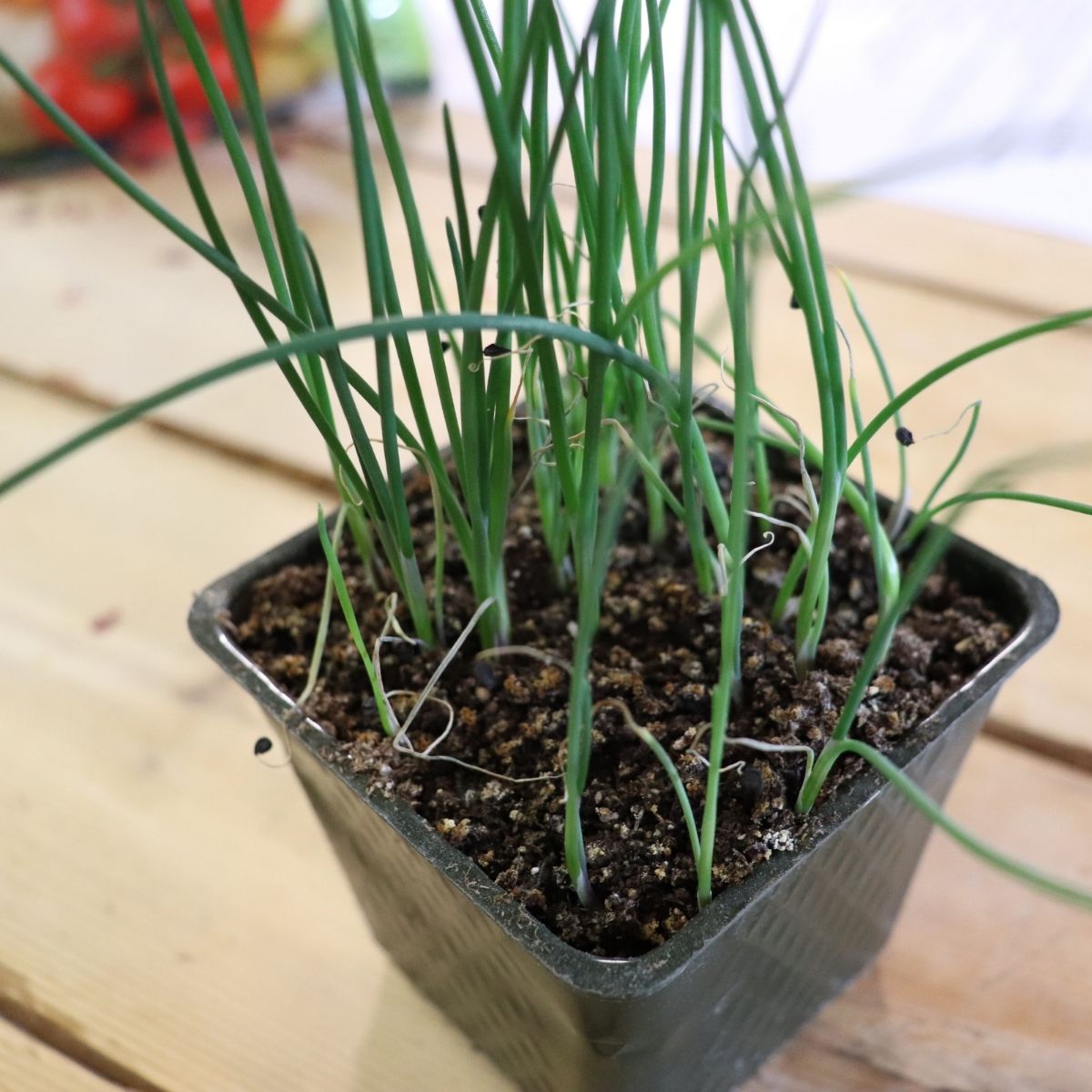 2026 Seed Starting Challenge | Online Gardening School