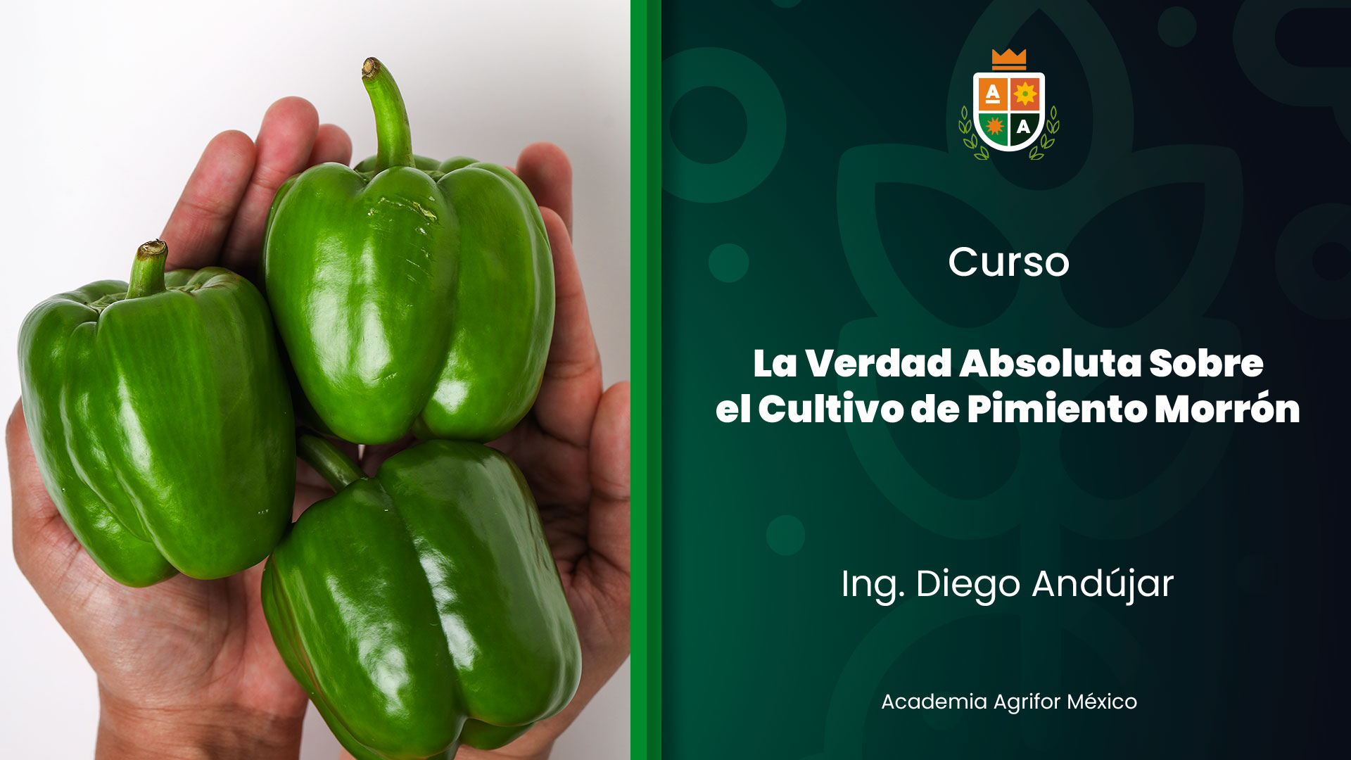 La Verdad Absoluta Sobre el Cultivo de Pimiento Morrón con Diego